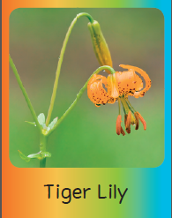 STRONG NATION PACIFIC NORTHWEST PLANT KNOWLEDGE CARDS – Science World ...