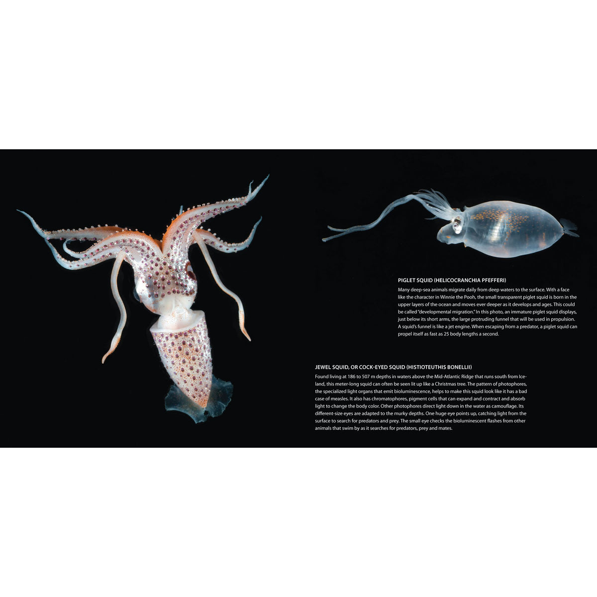 FIREFLY'S WEIRD SEA CREATURES – Science World Science Store
