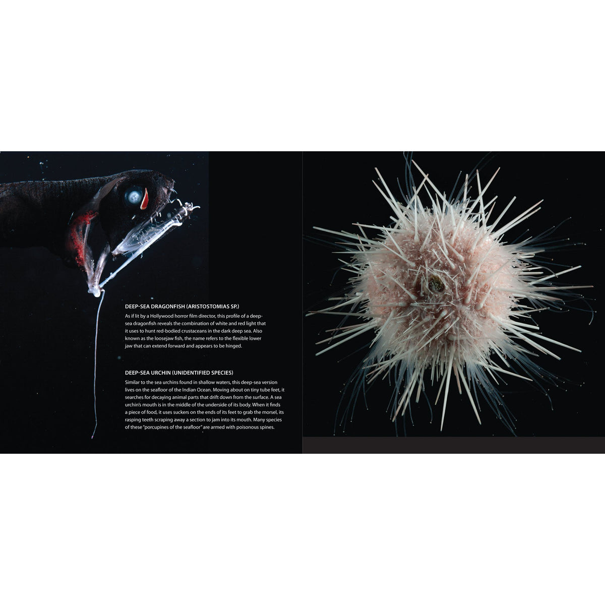 FIREFLY'S WEIRD SEA CREATURES – Science World Science Store